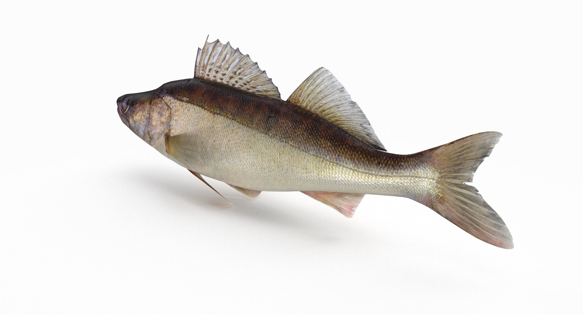 Walleye Pbr 3D Model - TurboSquid 1325862