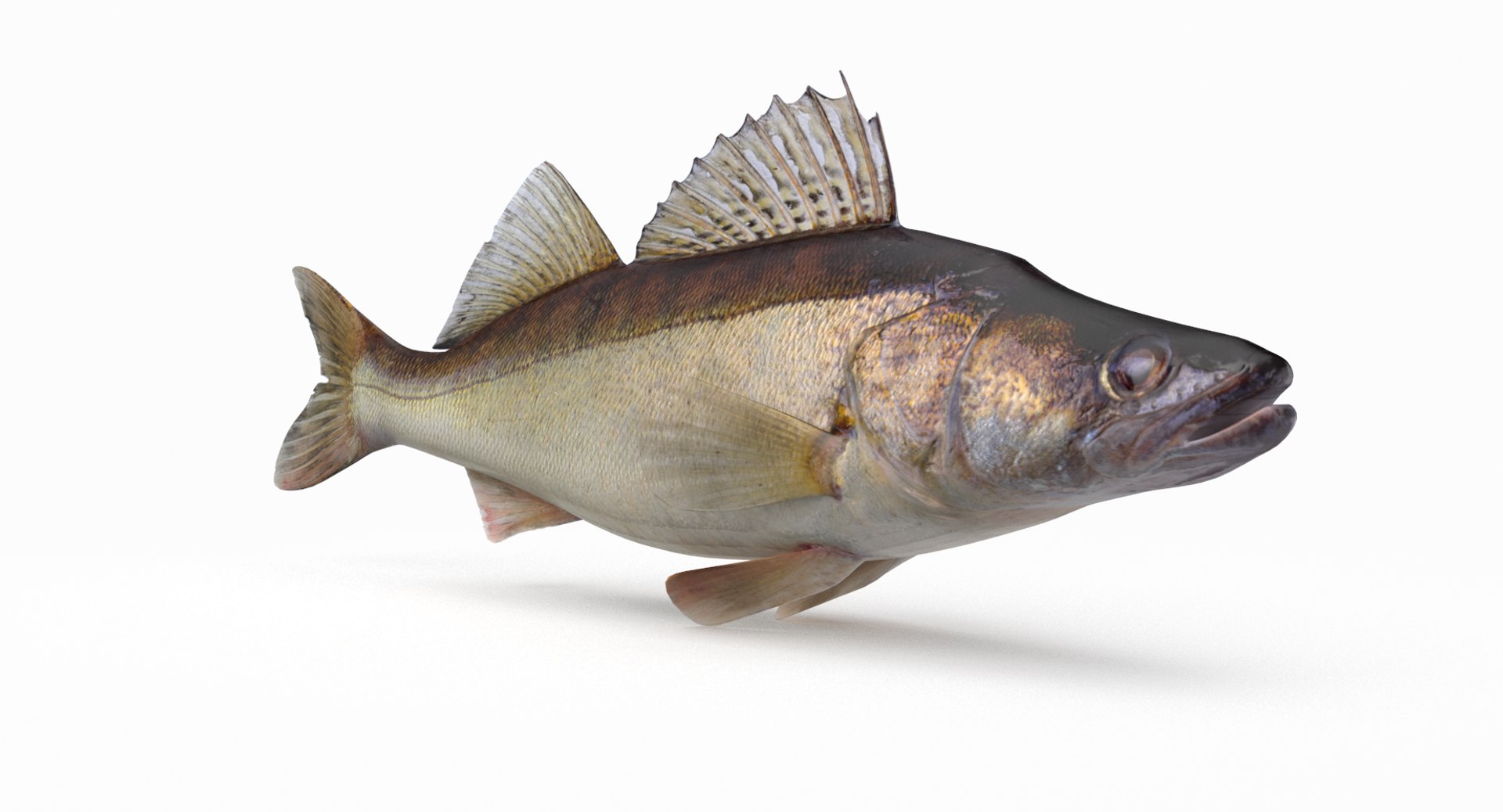Walleye Pbr 3D Model - TurboSquid 1325862