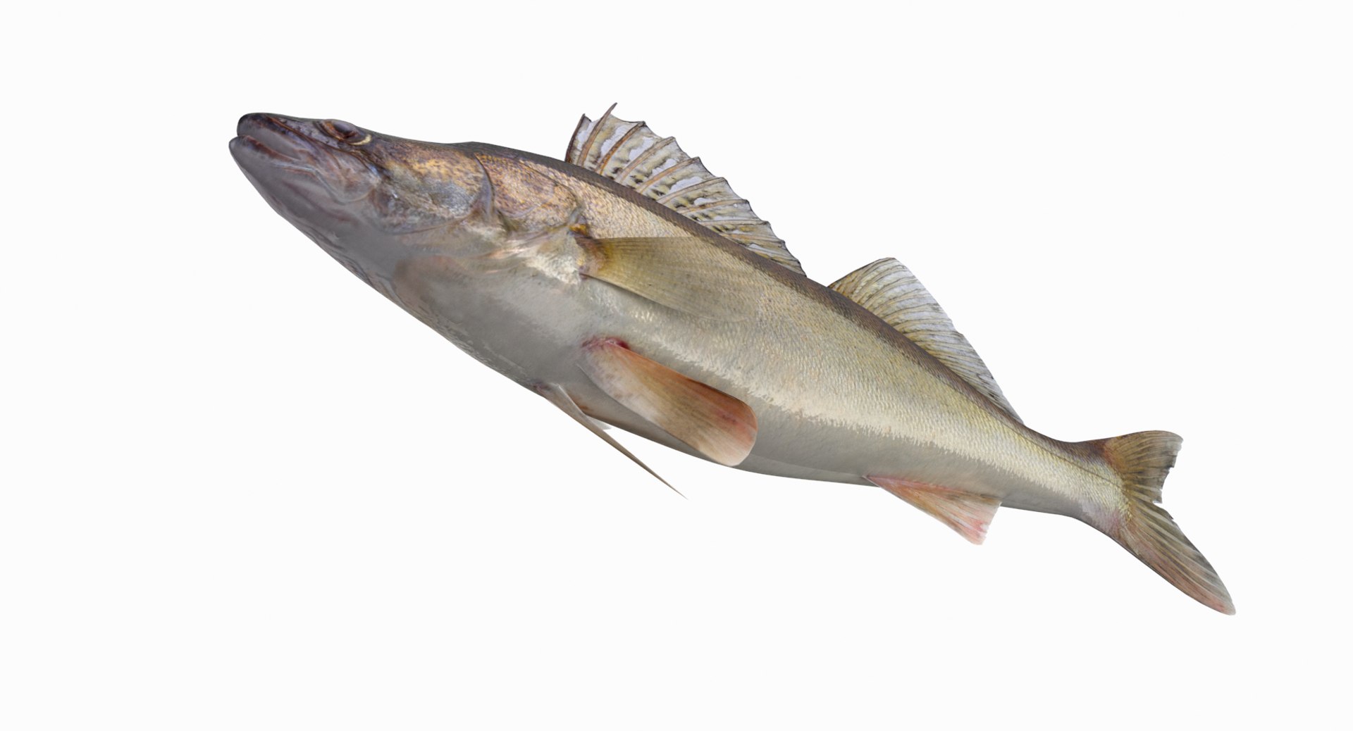 Walleye Pbr 3D Model - TurboSquid 1325862