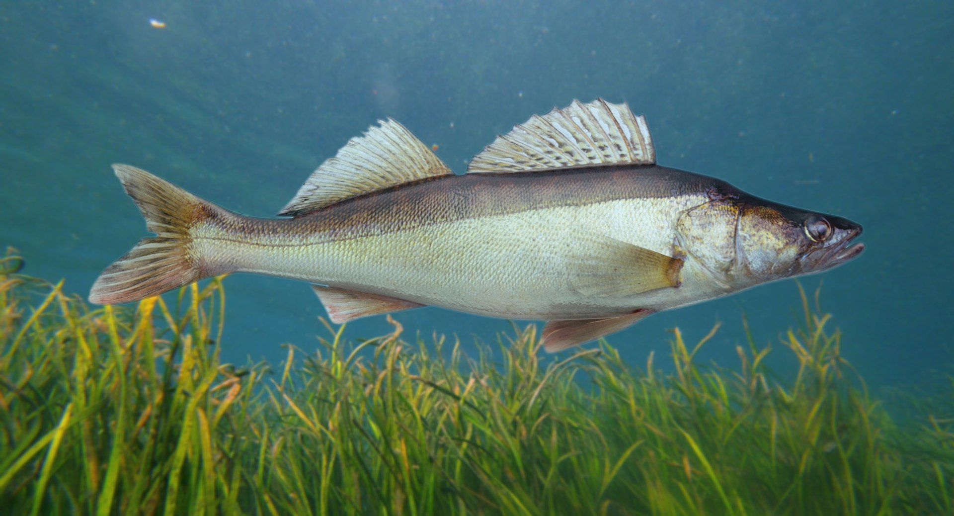 Walleye Pbr 3D Model - TurboSquid 1325862