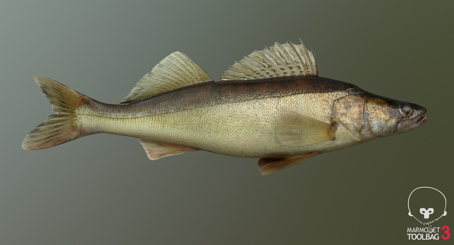Walleye Pbr 3D Model - TurboSquid 1325862