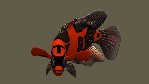 3D astronotus fish - TurboSquid 1242953