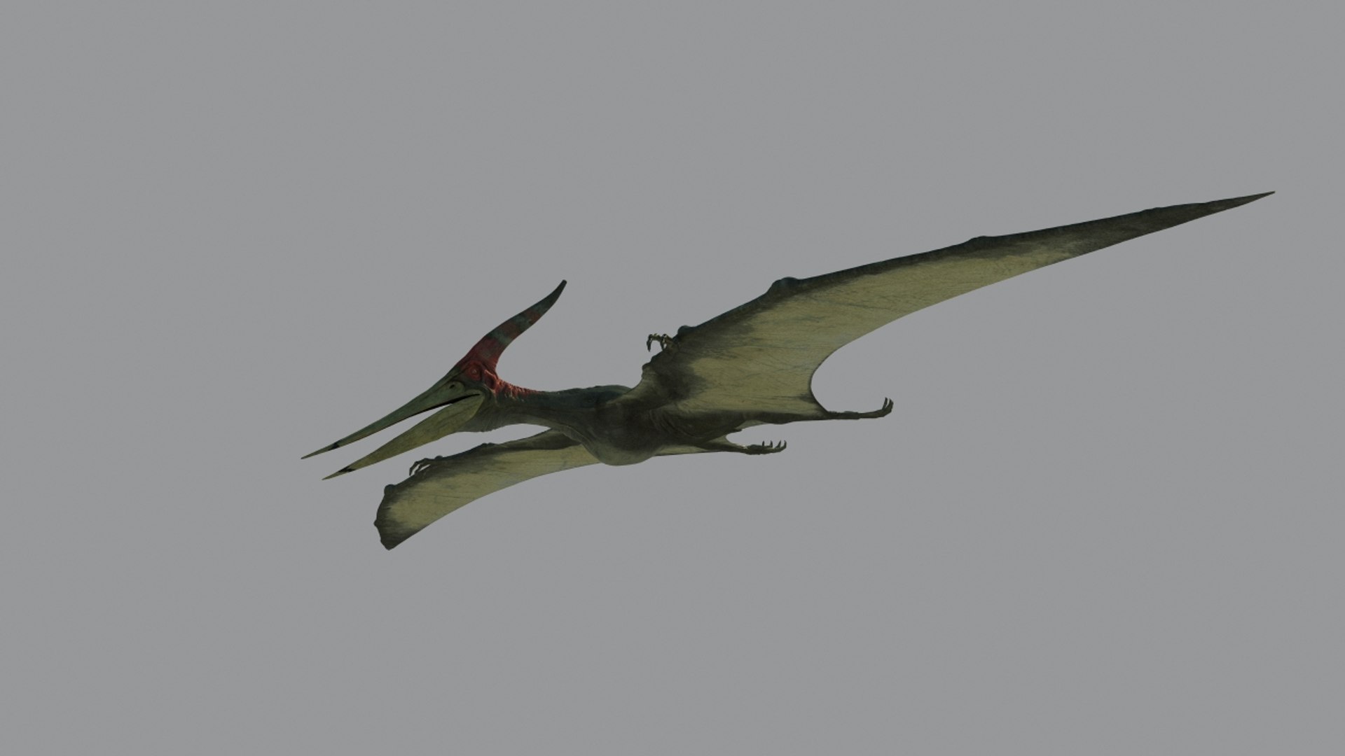 3d Pterodon Model