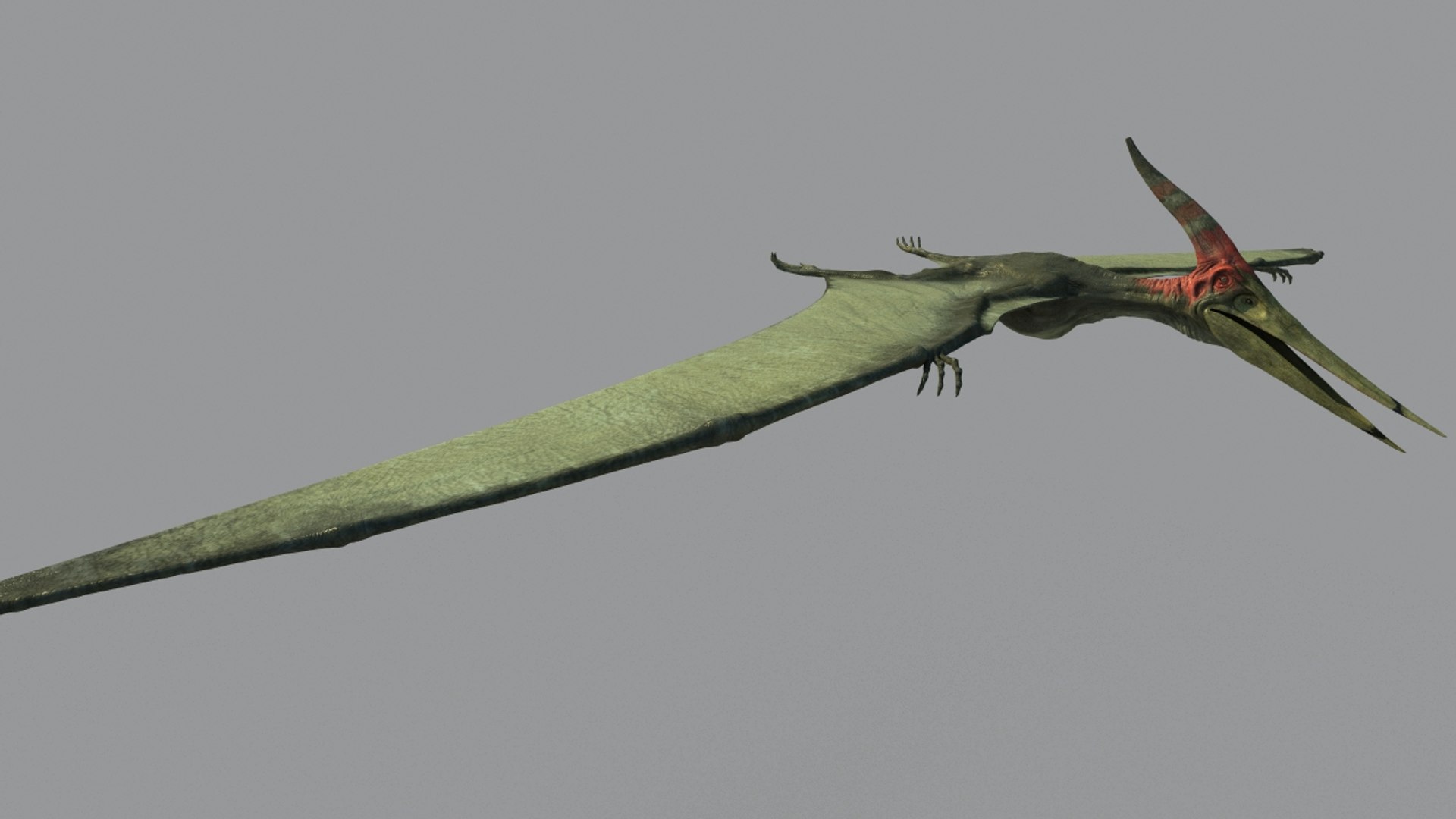 3d Pterodon Model