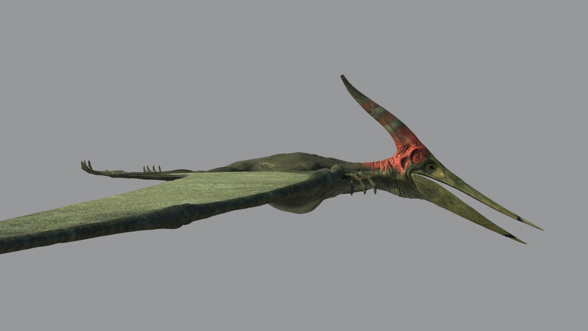 3d Pterodon Model