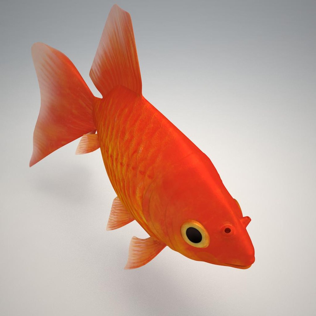 3D Gold Fish V2 Model - TurboSquid 1149879