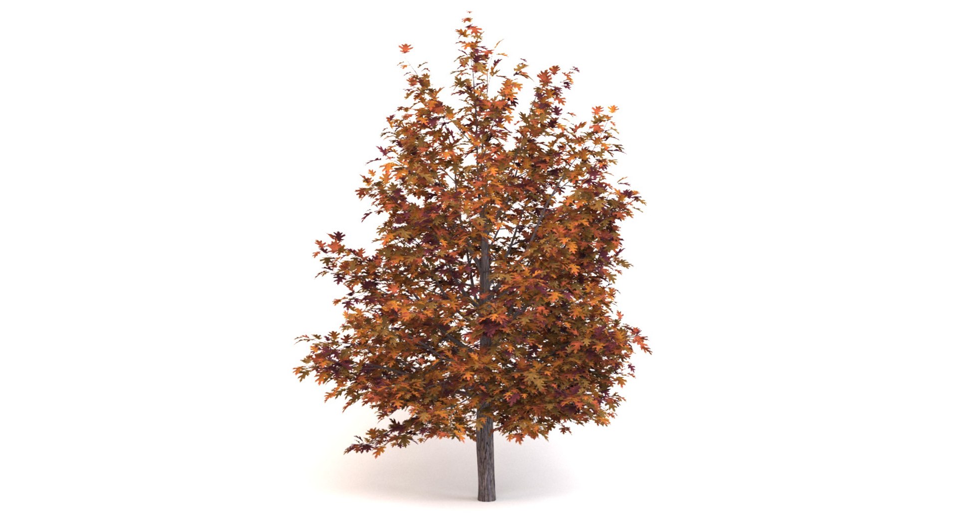 3D Model Oak Tree Autumn - TurboSquid 1419458