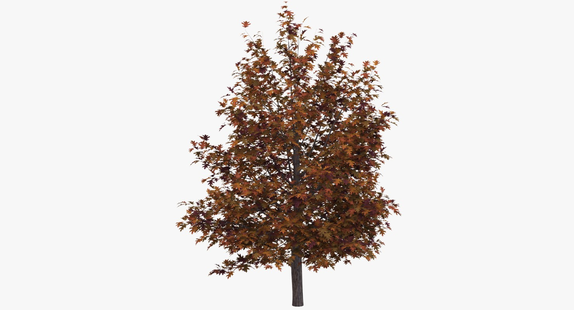 3D Model Oak Tree Autumn - TurboSquid 1419458
