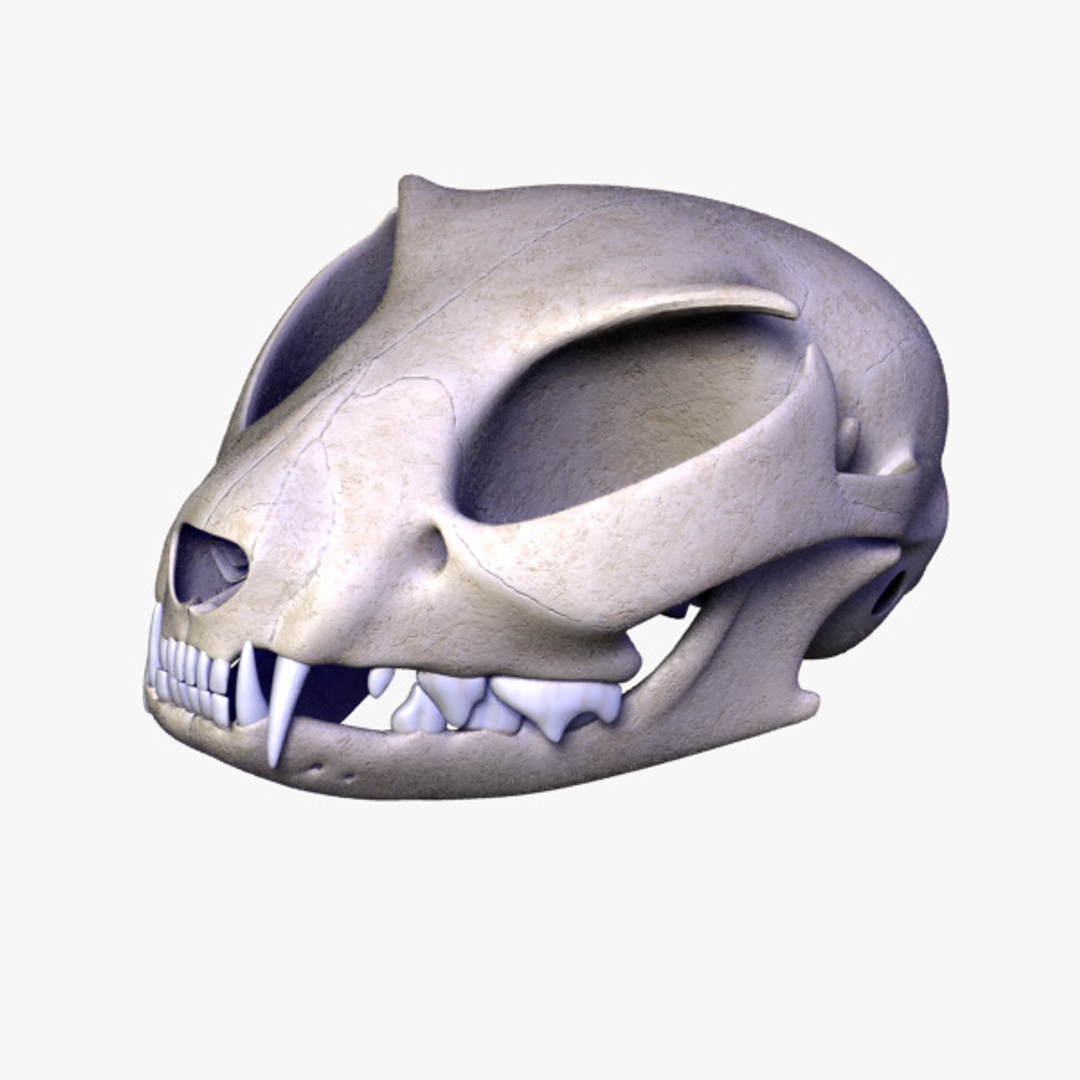 realistic cat skull 1 3d max