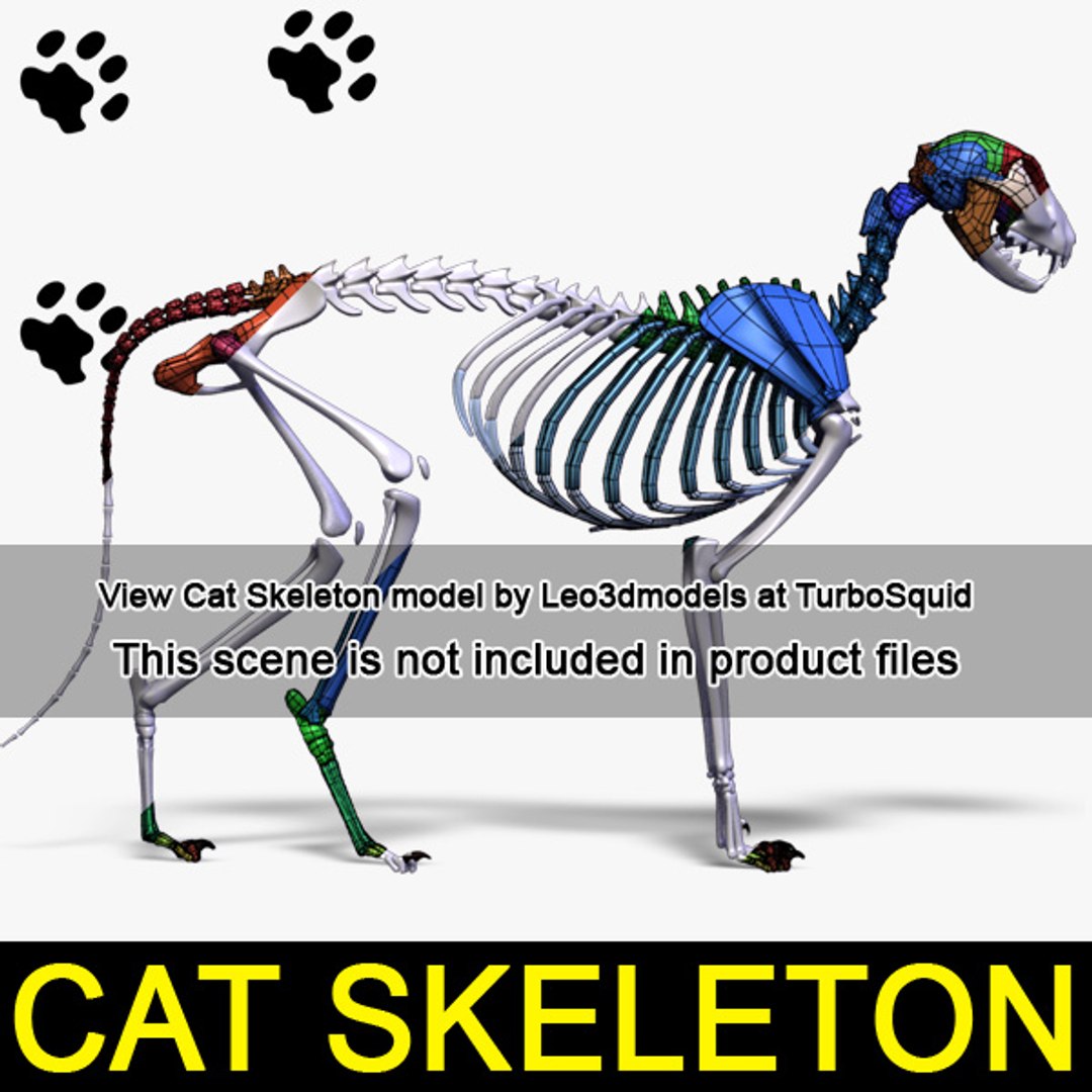 Realistic Cat Skull 1 3d Max
