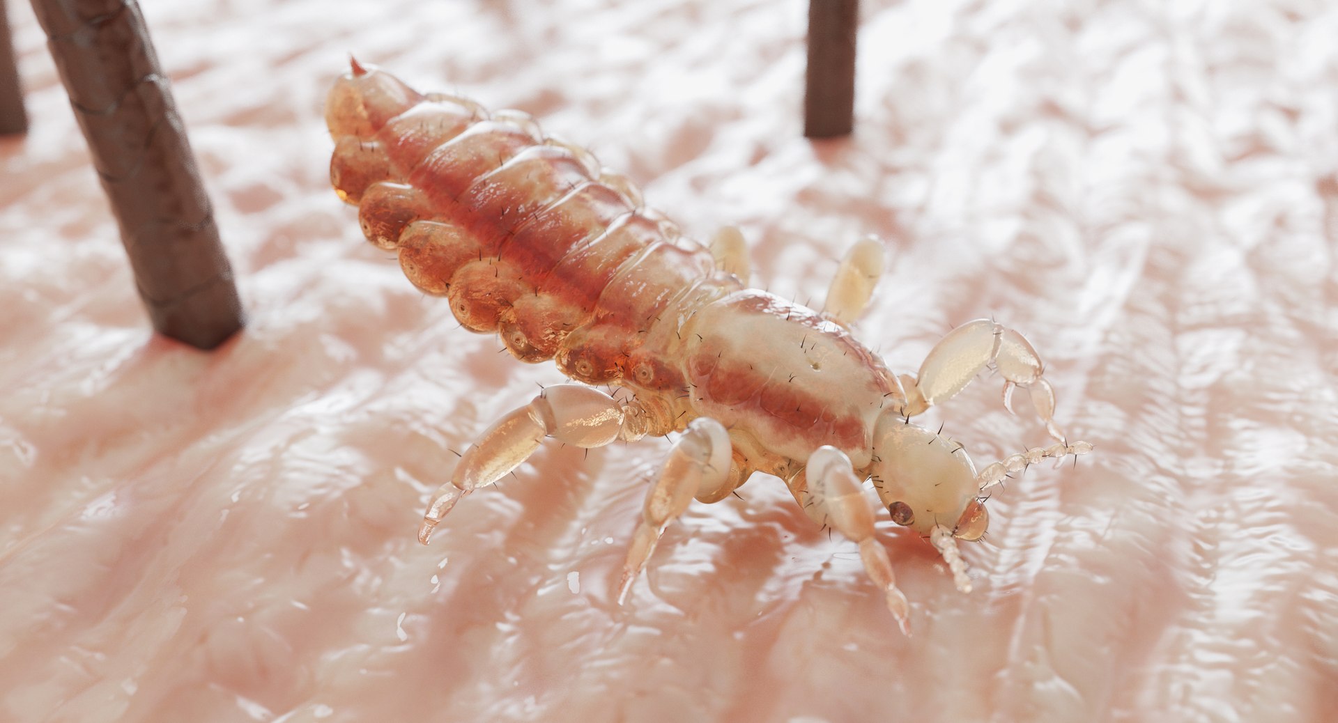 Louse Static - Scene Model - TurboSquid 1398088