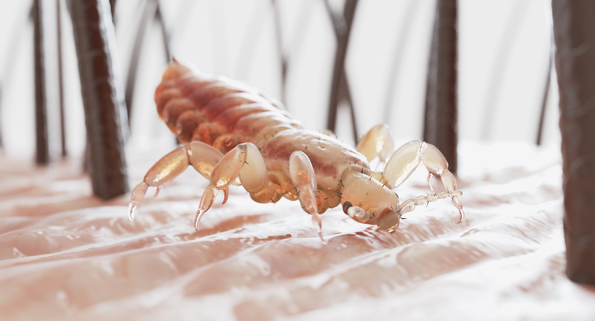 Louse Static - Scene Model - TurboSquid 1398088