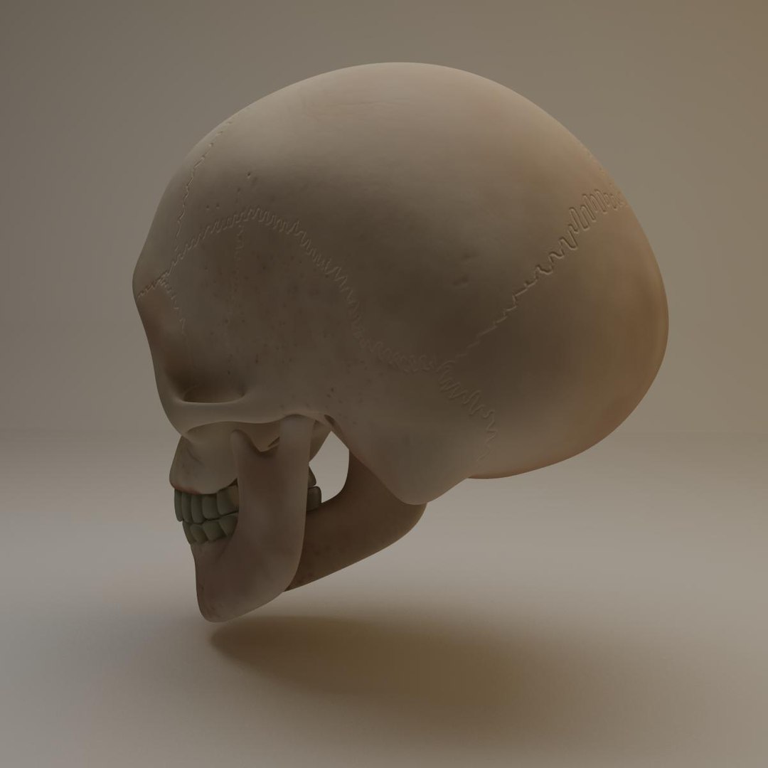 Max Human Skull Head