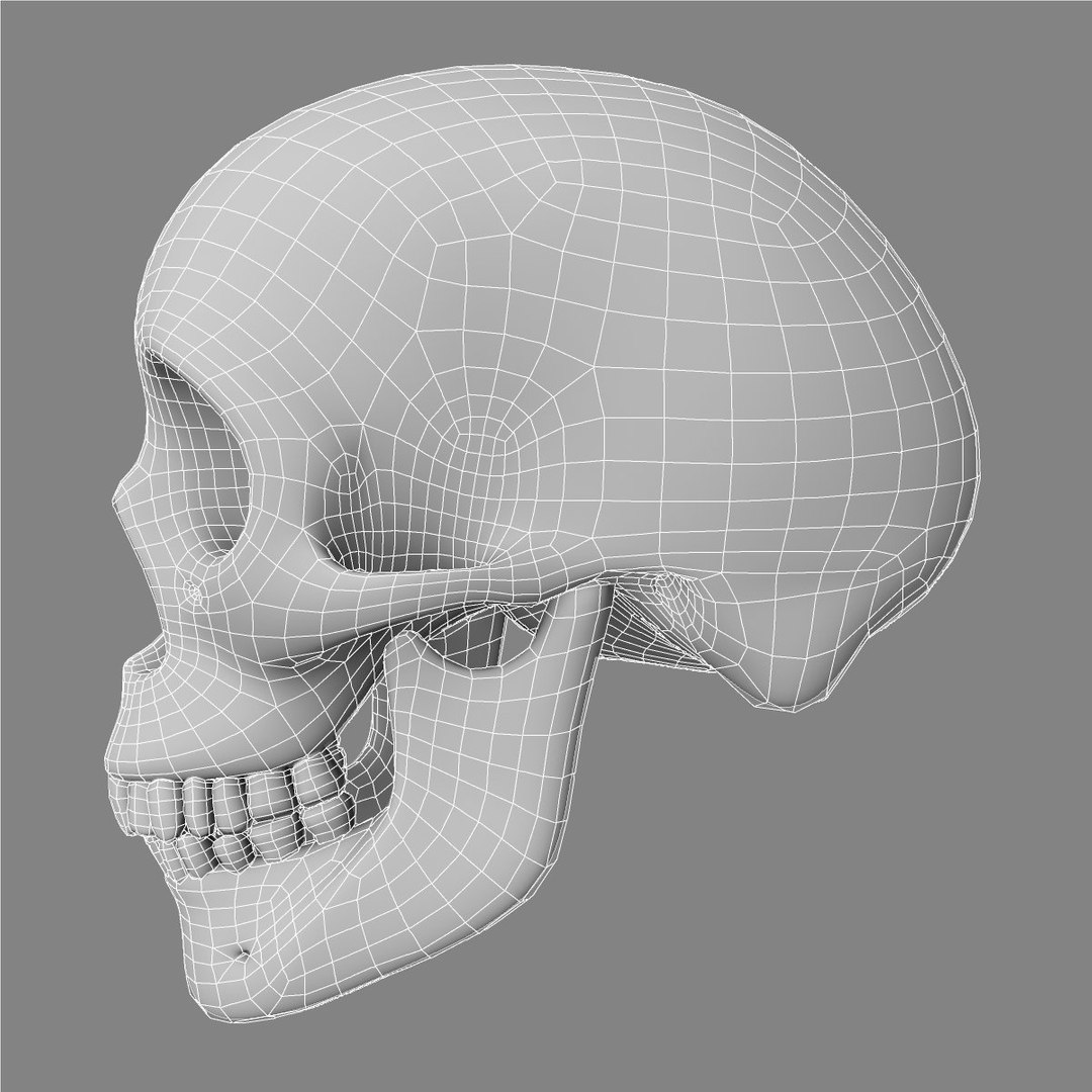 Max Human Skull Head