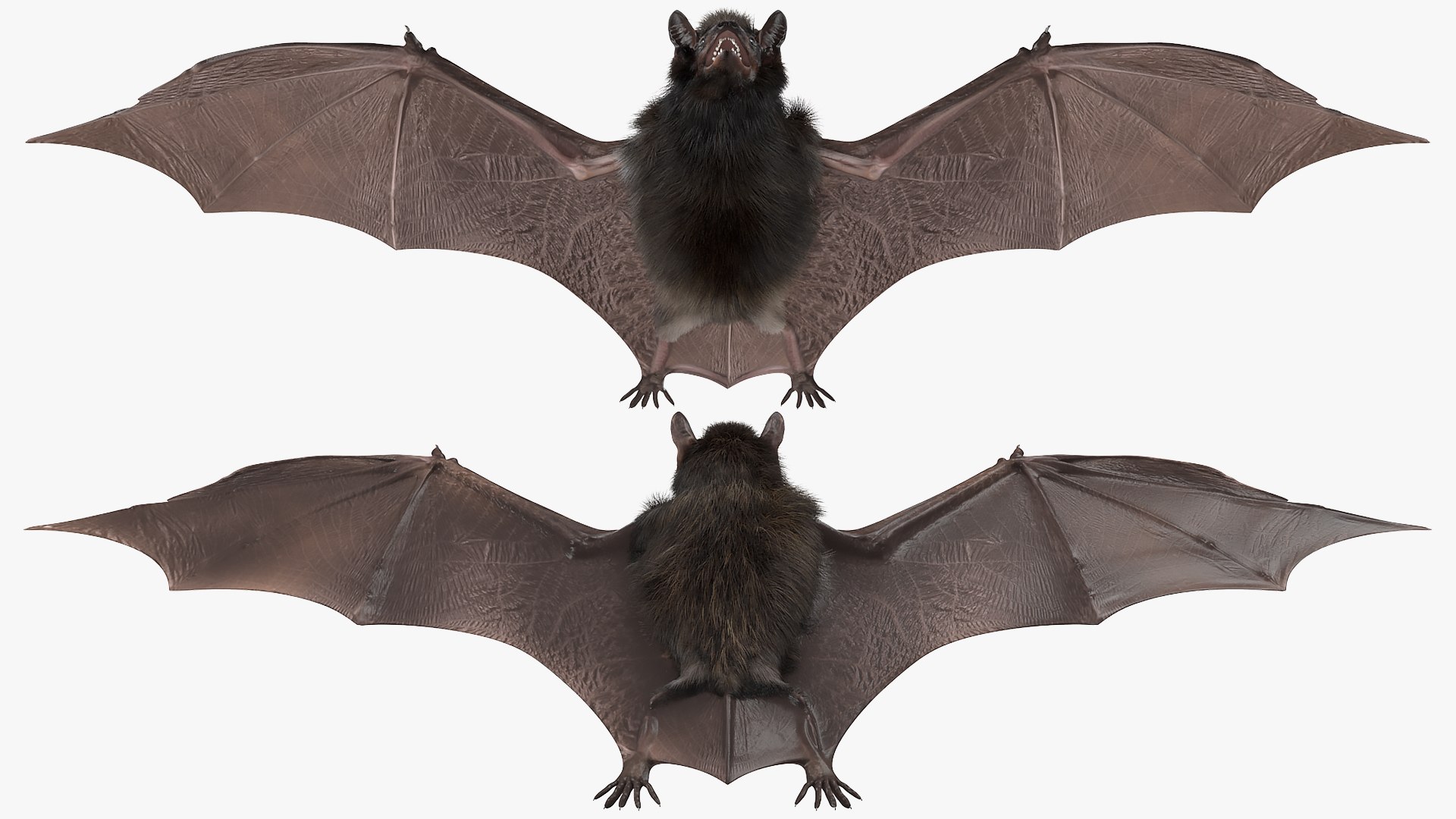 Black Bat Fur 3D Model - TurboSquid 1856508