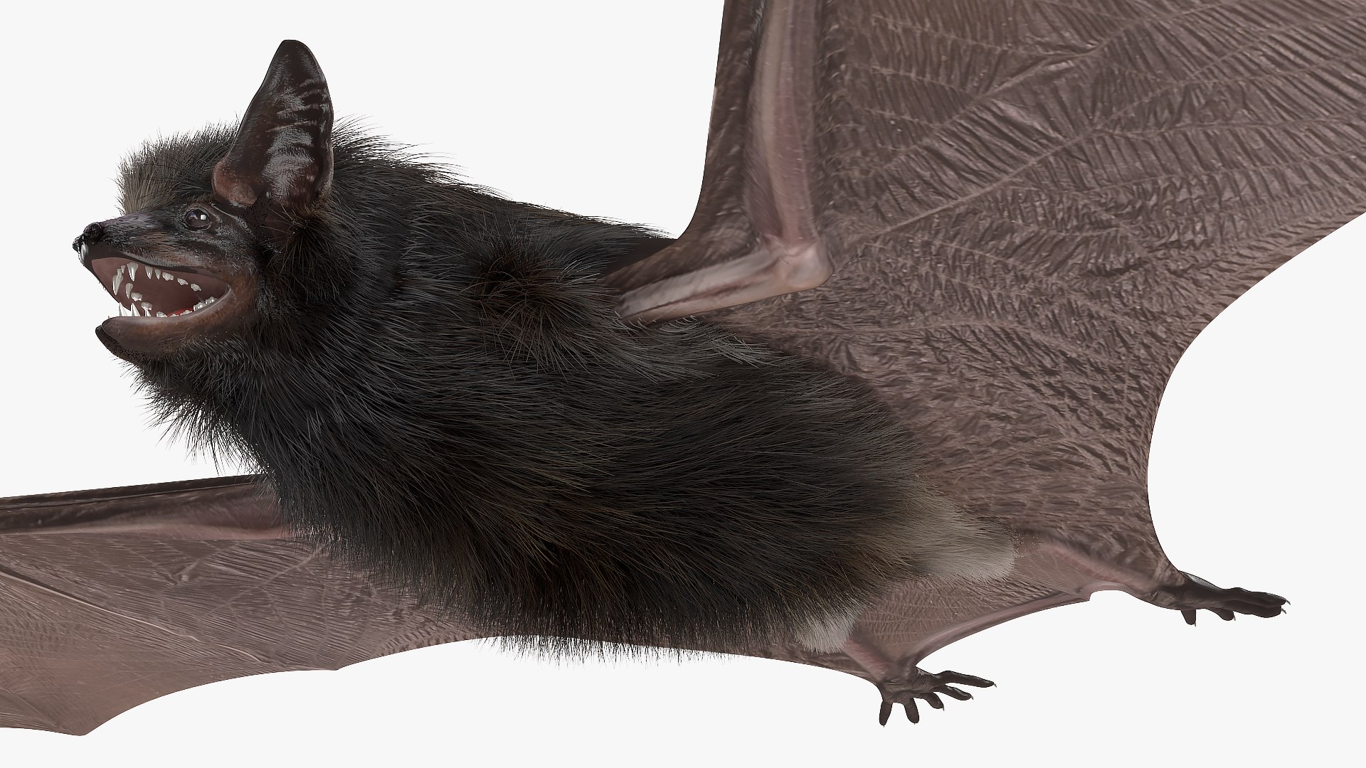 Black Bat Fur 3D Model - TurboSquid 1856508