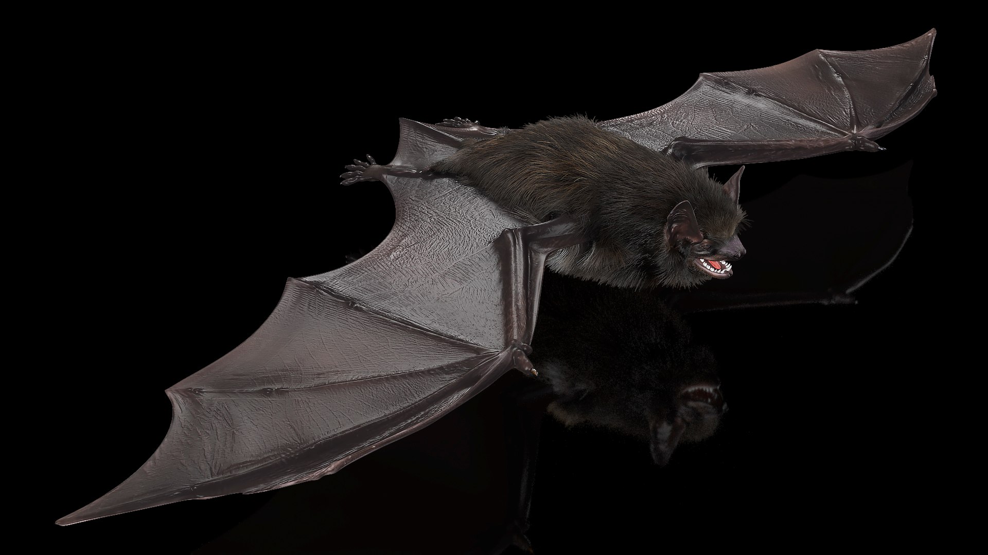 Black Bat Fur 3D Model - TurboSquid 1856508