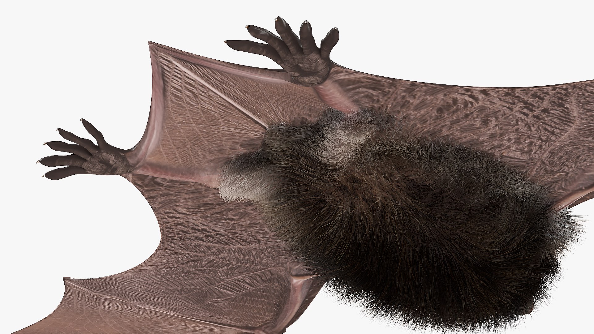 Black Bat Fur 3D Model - TurboSquid 1856508