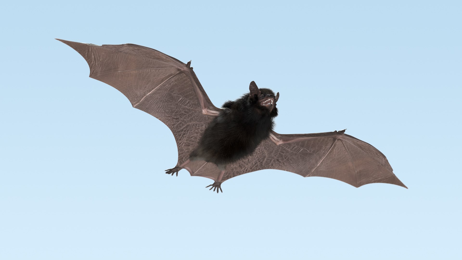 Black Bat Fur 3D Model - TurboSquid 1856508