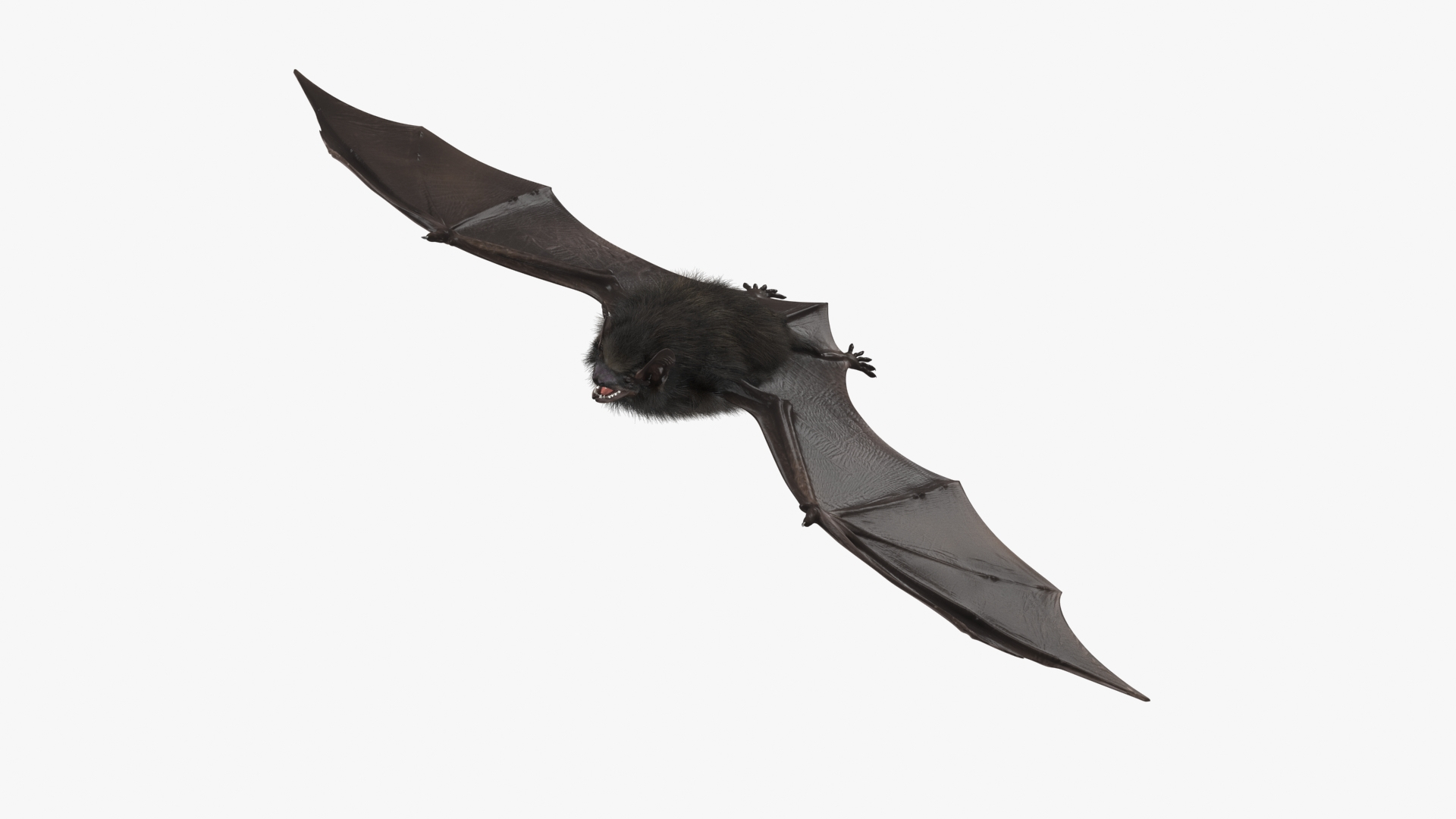 Black Bat Fur 3D Model - TurboSquid 1856508