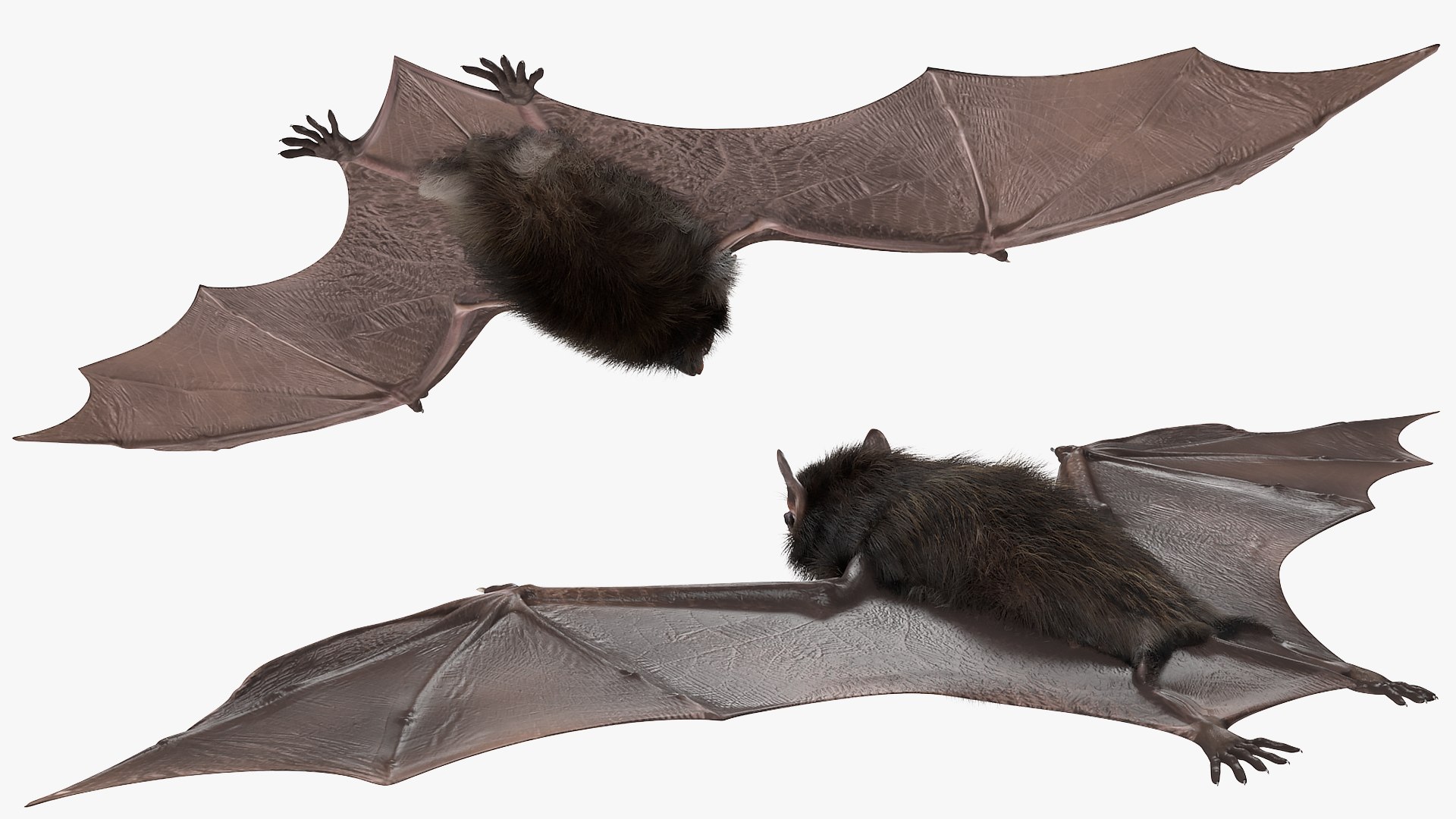 Black Bat Fur 3D Model - TurboSquid 1856508