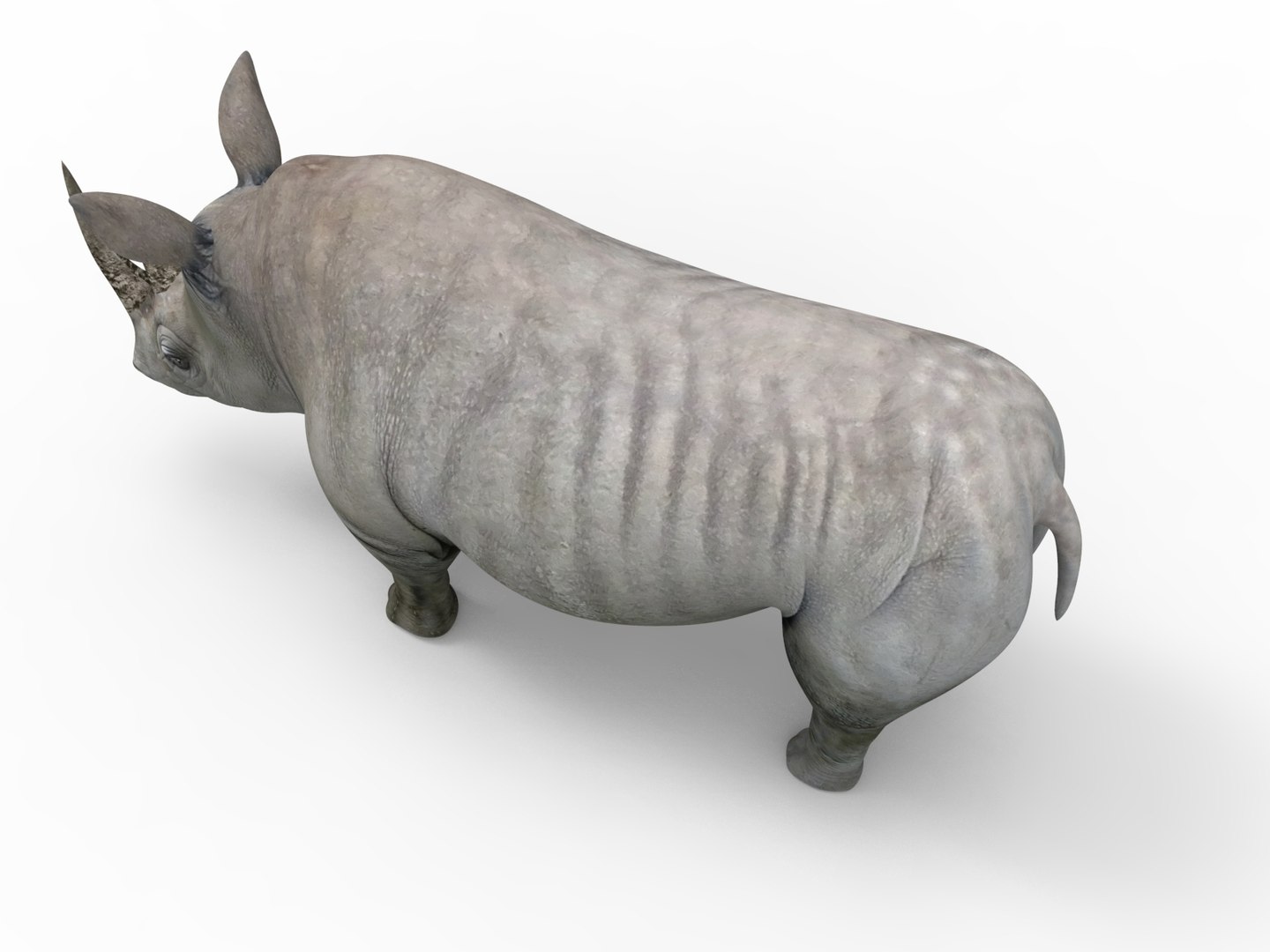 Realistic Rhino Rigged 3D Model - TurboSquid 1265217