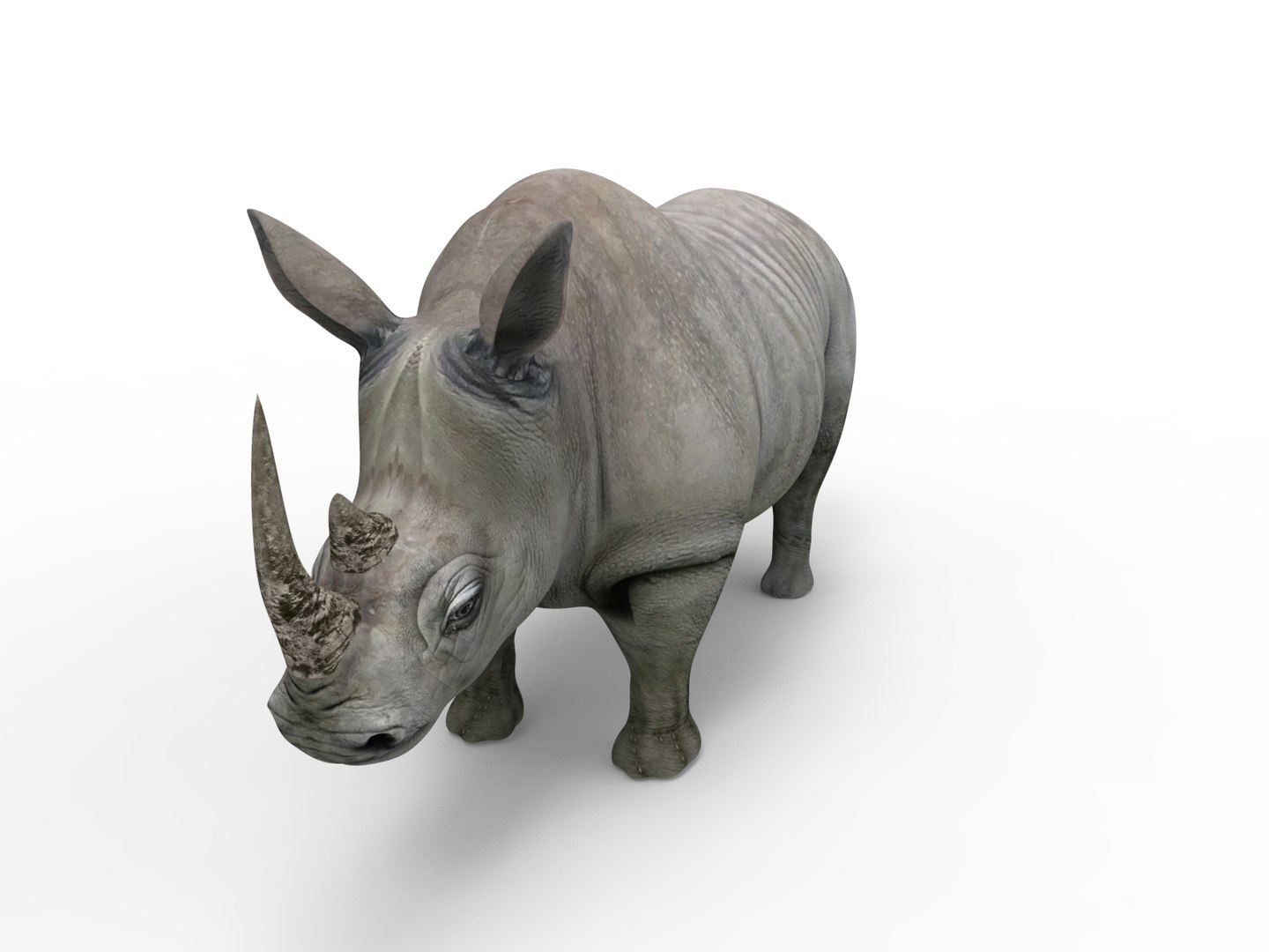 Realistic Rhino Rigged 3D Model - TurboSquid 1265217