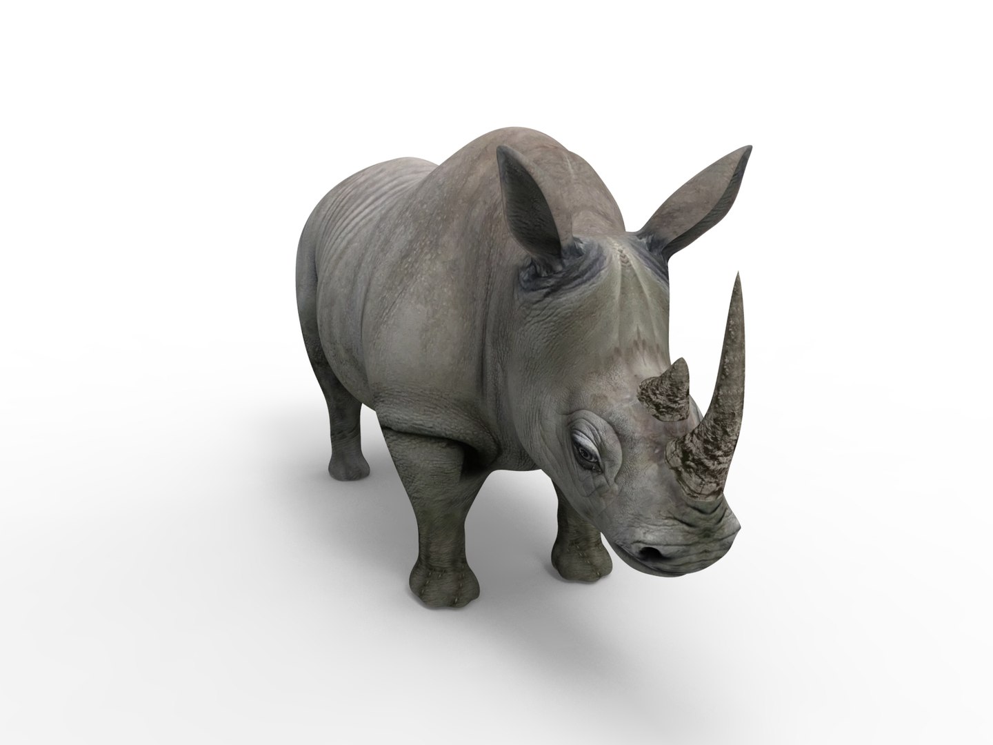 Realistic Rhino Rigged 3D Model - TurboSquid 1265217