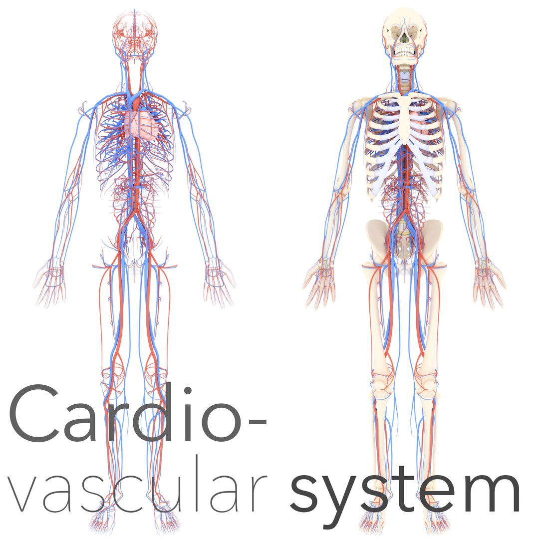 Anatomically Cardiovascular Circulatory Complete 3D Model - TurboSquid ...
