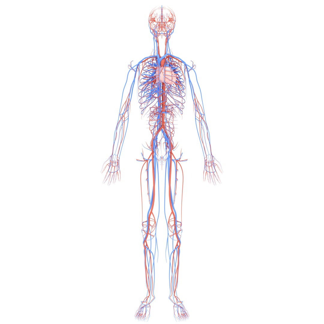 Anatomically Cardiovascular Circulatory Complete 3D Model - TurboSquid ...
