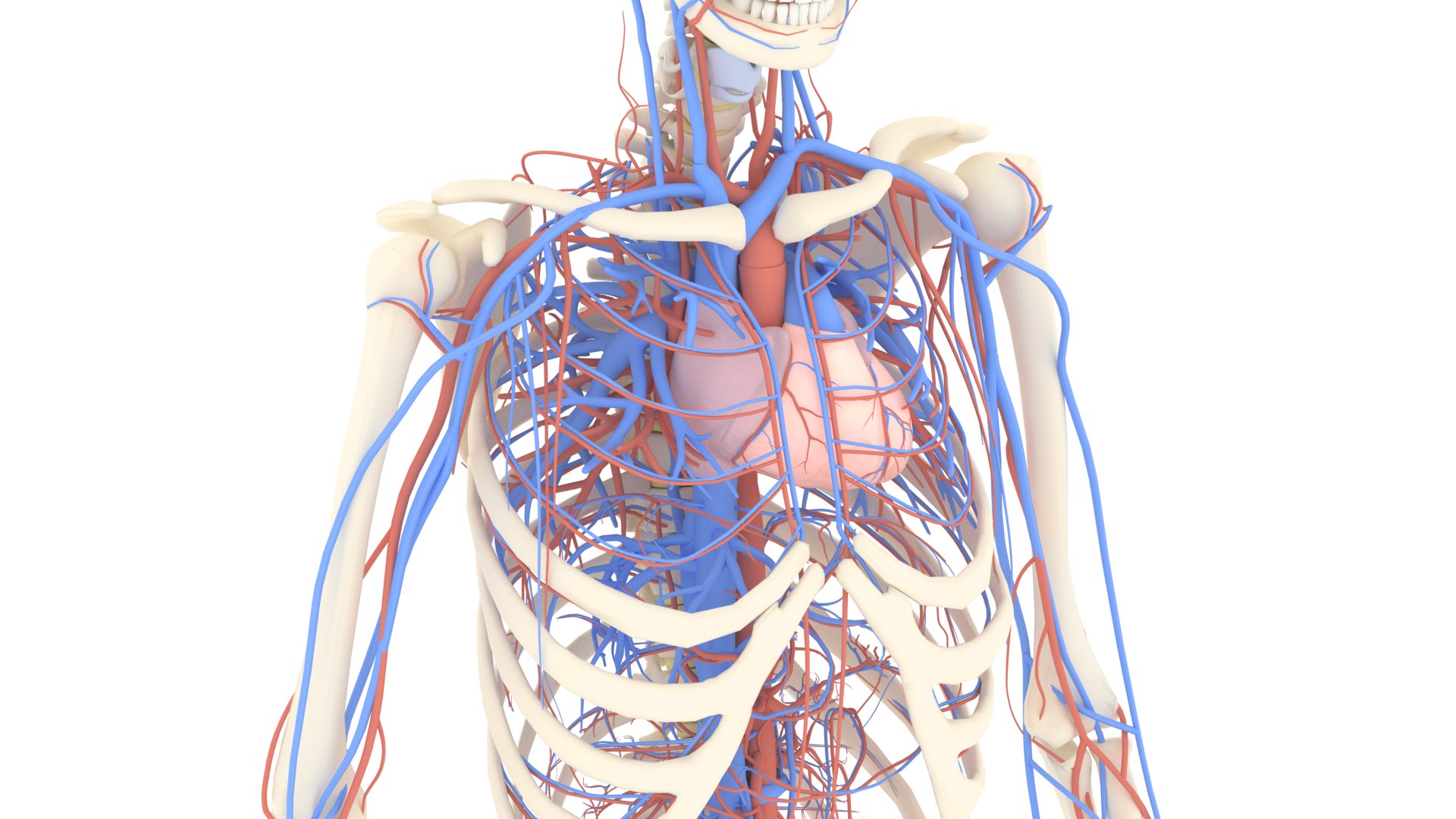 Anatomically Cardiovascular Circulatory Complete 3D Model - TurboSquid ...