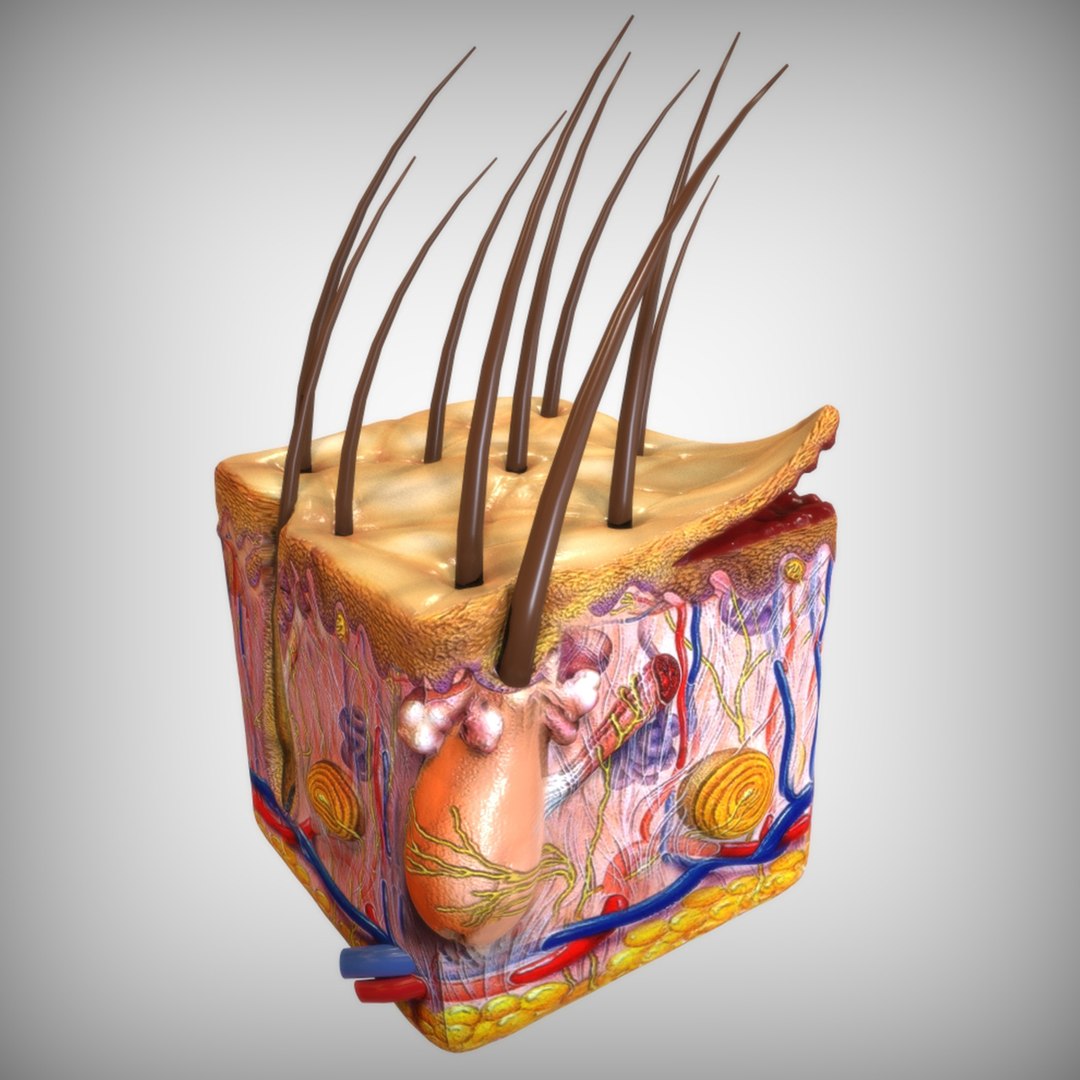 Human Skin 3D Model - TurboSquid 1521185
