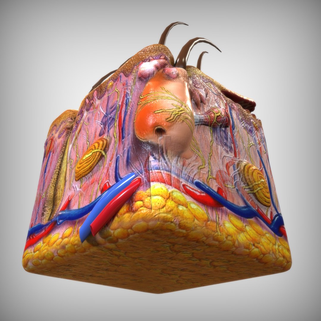 Human Skin 3D Model - TurboSquid 1521185