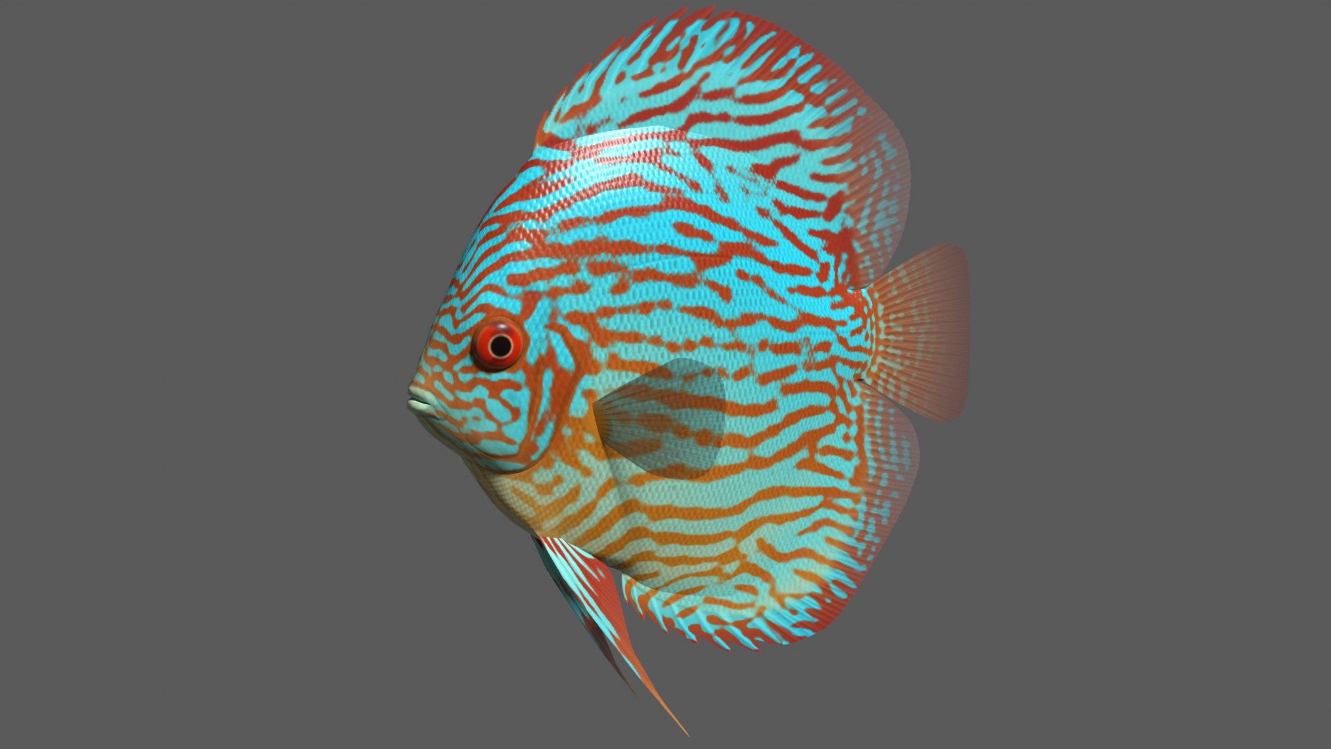 Turquoise Discus 3d Model