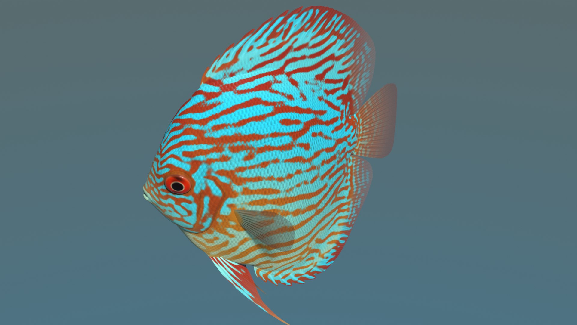 Turquoise Discus 3d Model
