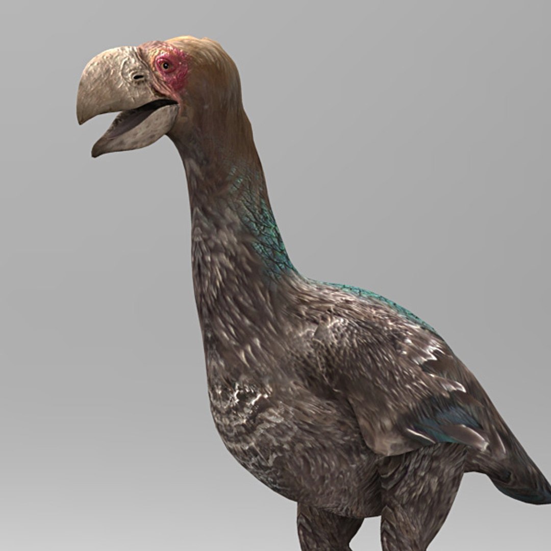 Cheetah3d Diatryma 3d Model