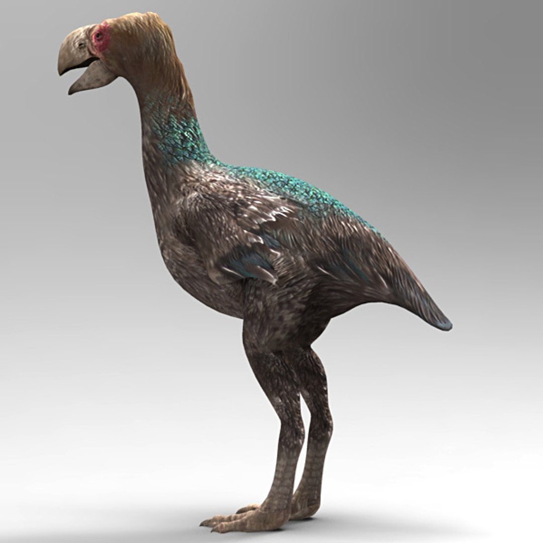 Cheetah3d Diatryma 3d Model