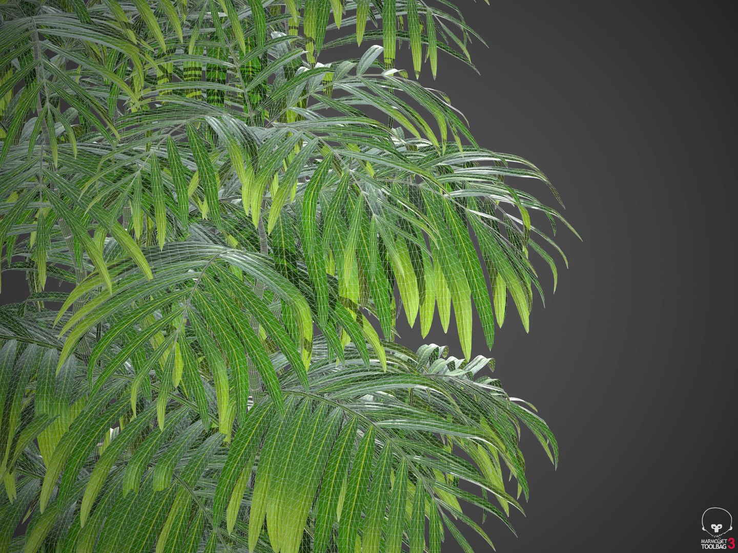XfrogPlants Butterfly Palm - Dypsis Lutescens 3D - TurboSquid 1731007