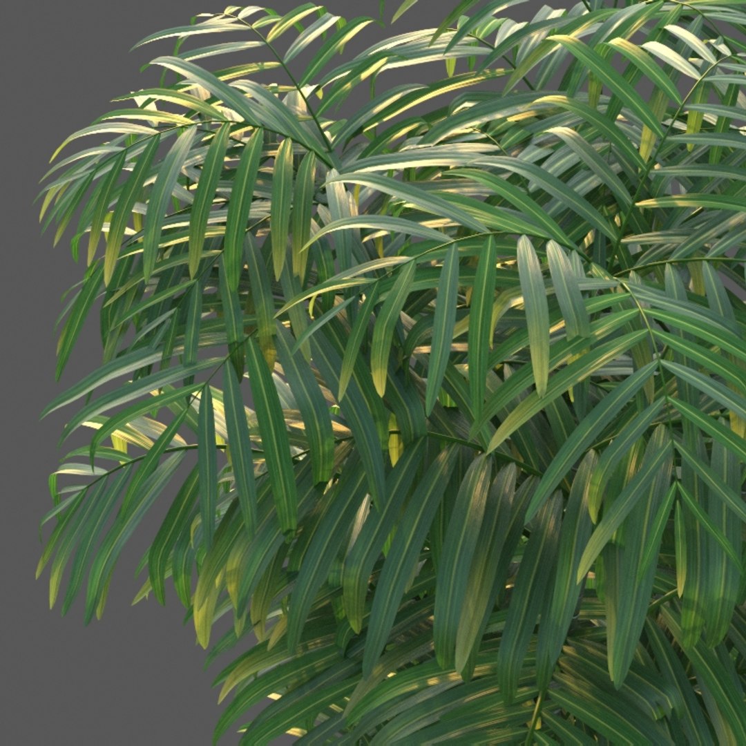XfrogPlants Butterfly Palm - Dypsis Lutescens 3D - TurboSquid 1731007