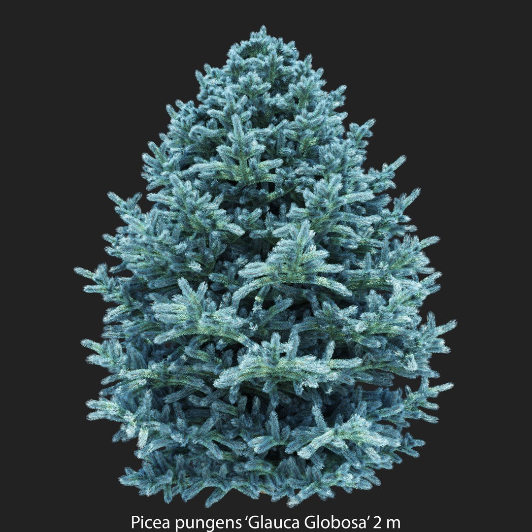 Picea Pungens Glauca Globosa 2m 3D - TurboSquid 2161900