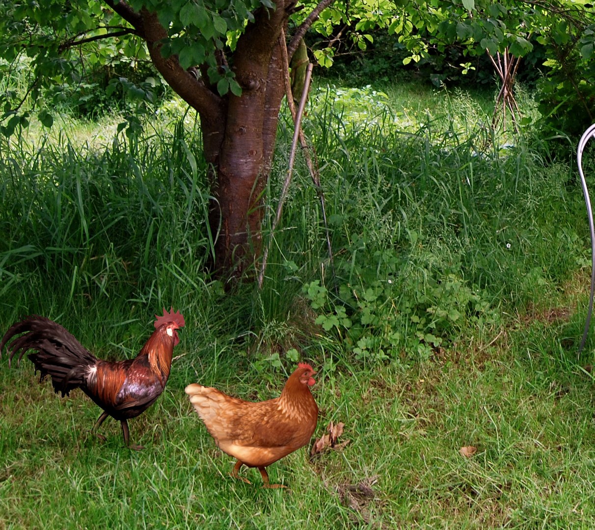 X Ready Chicken Animations Rooster