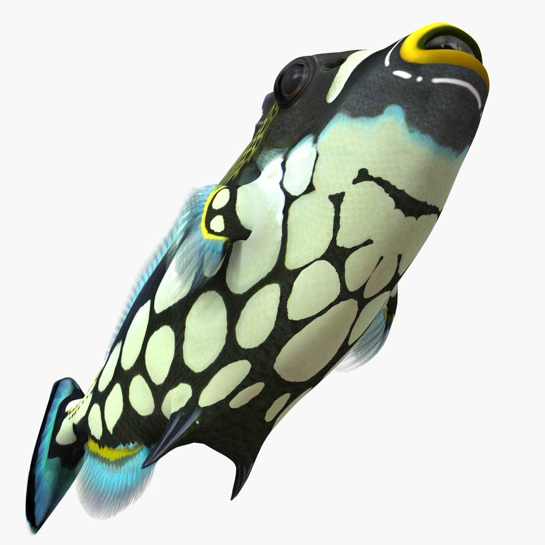 max clown trigger fish rigged