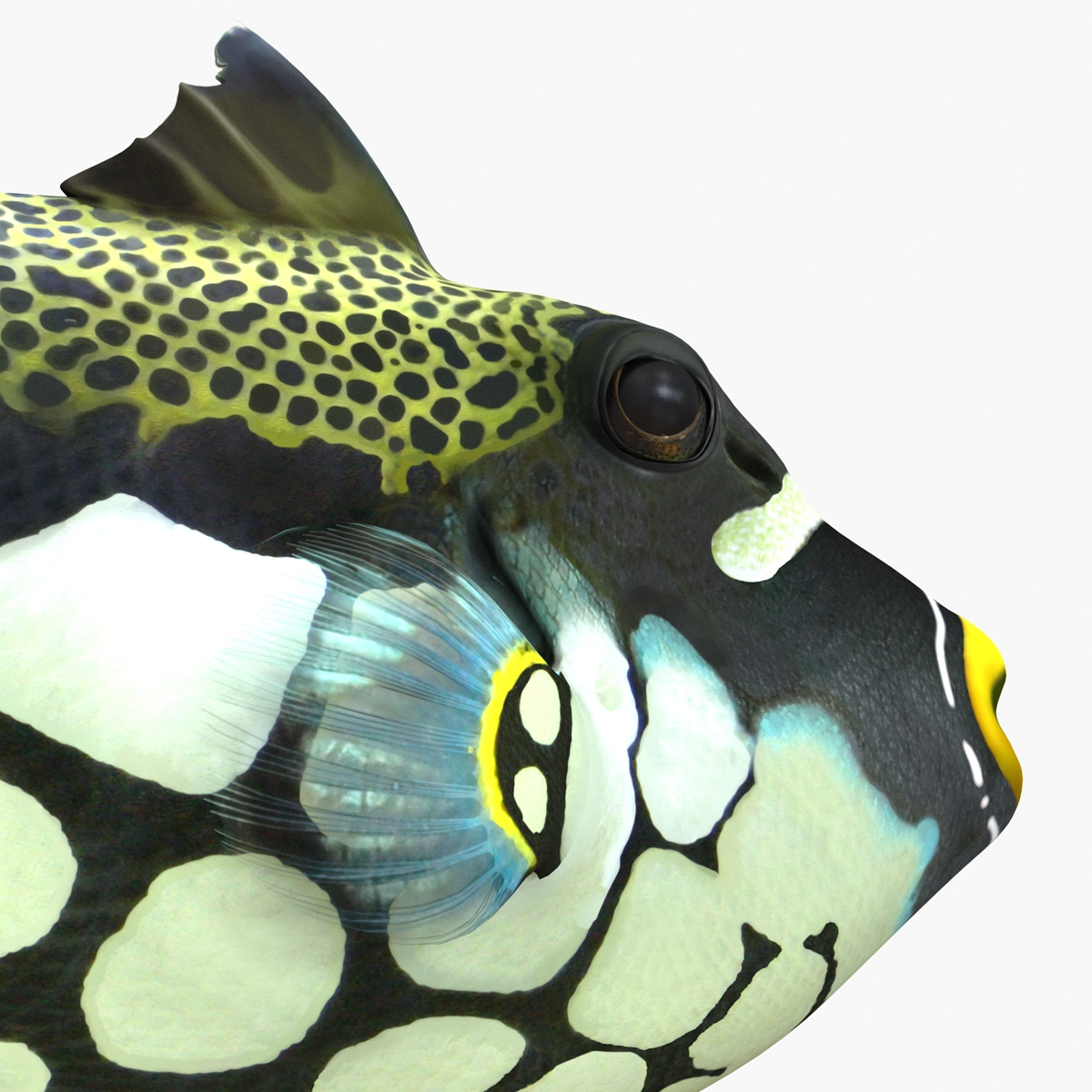 max clown trigger fish rigged