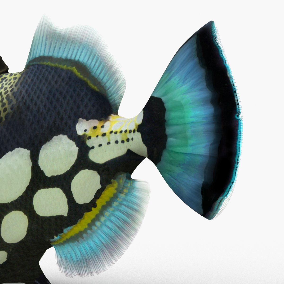 max clown trigger fish rigged