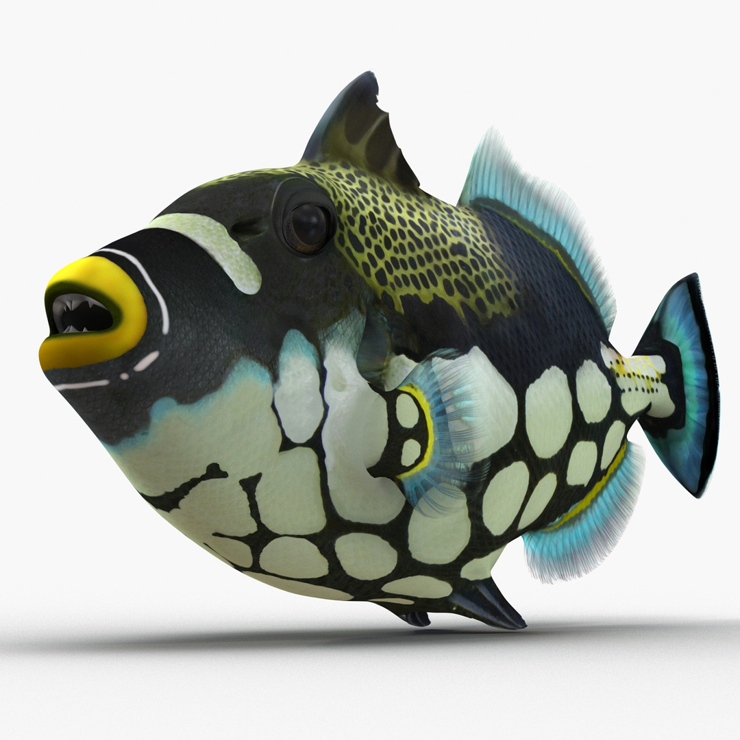 max clown trigger fish rigged