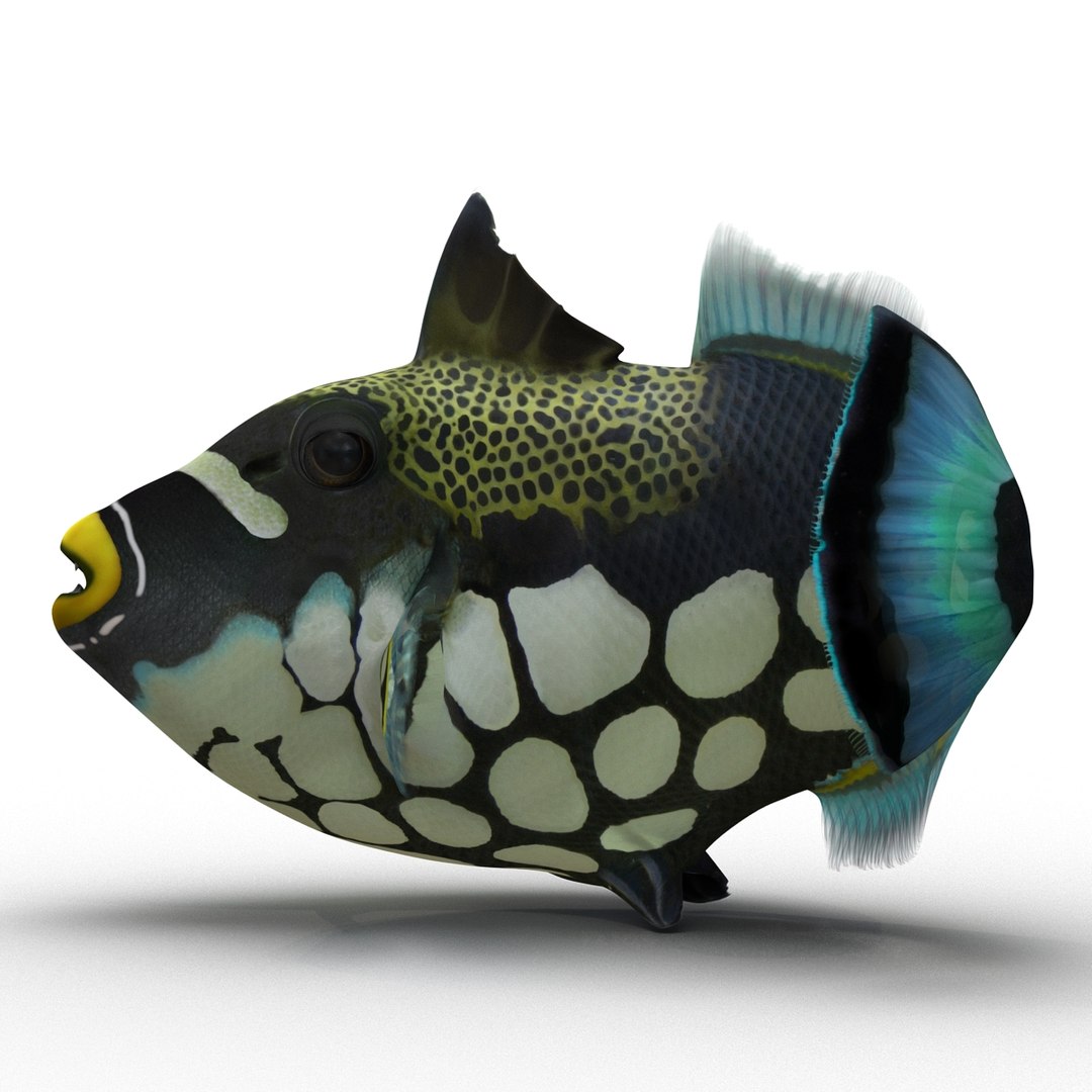 Max Clown Trigger Fish Rigged