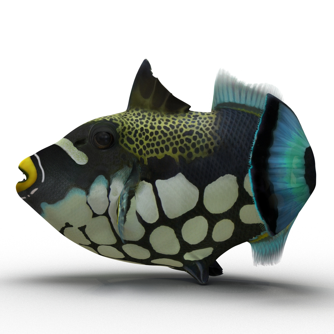 max clown trigger fish rigged