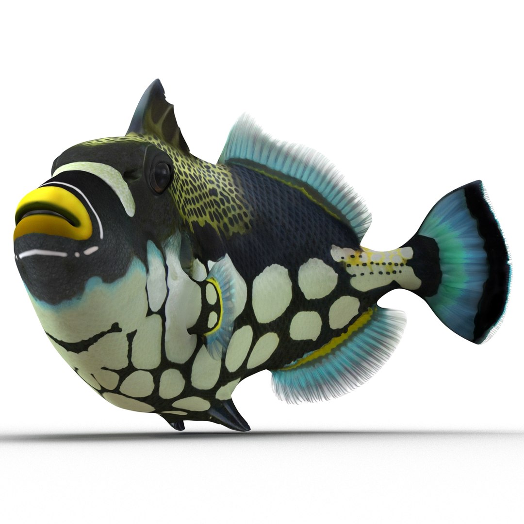Max Clown Trigger Fish Rigged