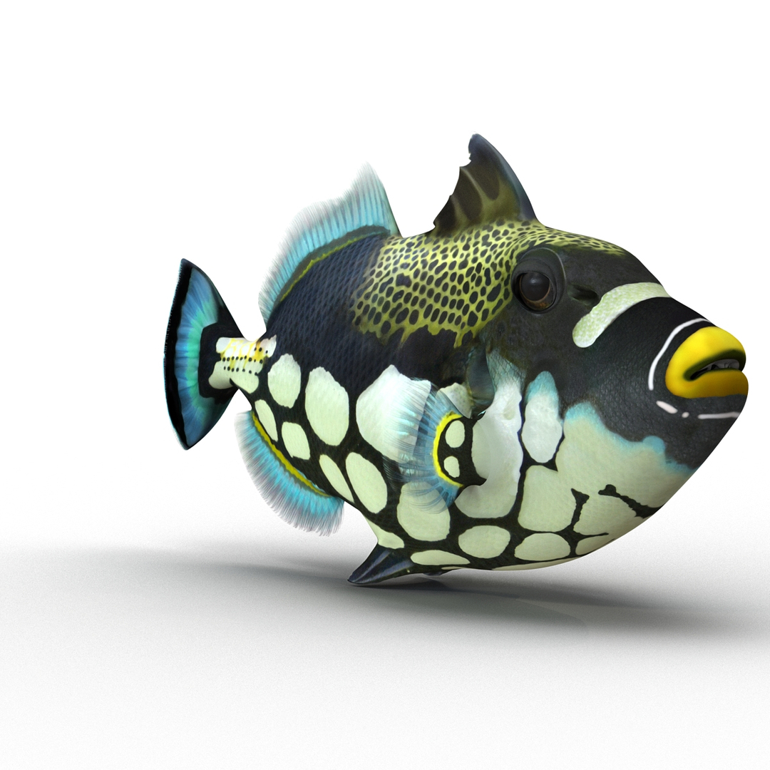 Max Clown Trigger Fish Rigged