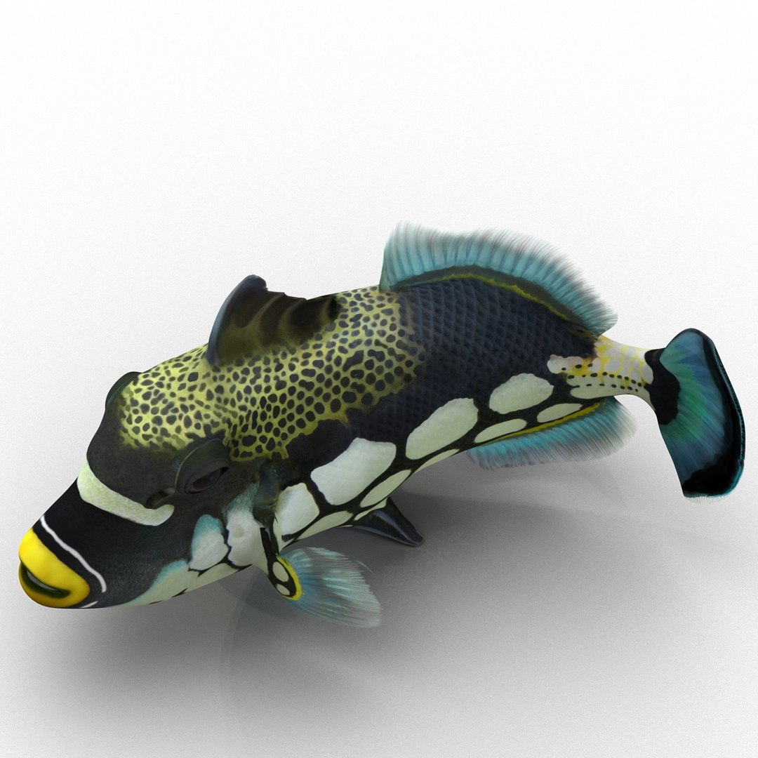 Max Clown Trigger Fish Rigged